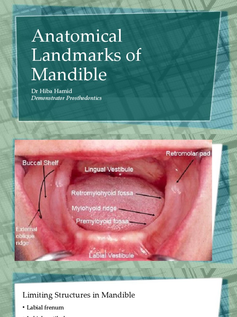 Anatomical Landmarks of Mandible: DR Hiba Hamid | PDF | Tongue | Dentures