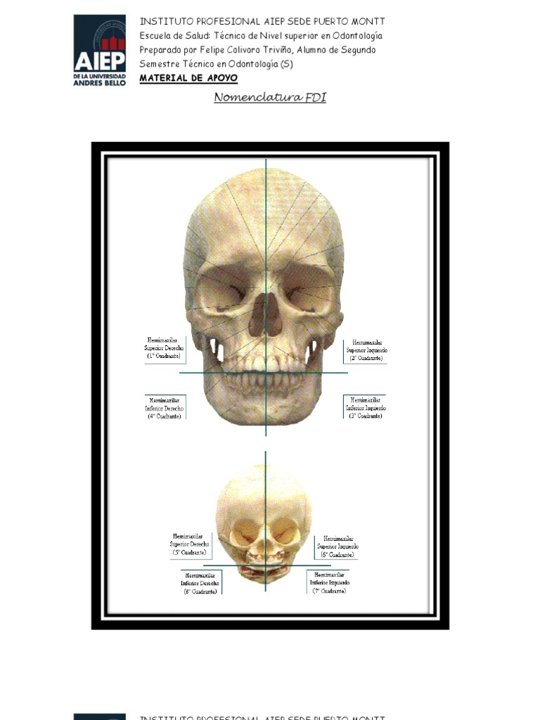 Nomenclatura FDI | PDF