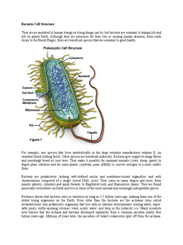 Bacteria Cell Structure 300 | PDF | Bacteria | Plasmid