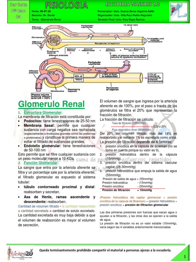 Estructura y Función del Glomérulo Renal | PDF | Riñón | Fisiología