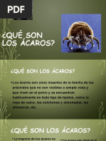 Ácaros del polvo: Dermatophagoides y Euroglyphus | PDF | Alergia