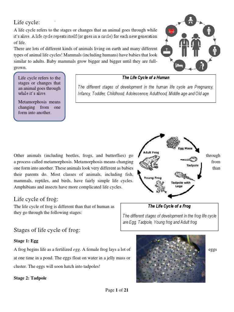 G7-Biology Second Term 2078 | PDF | Cell (Biology) | Digestion