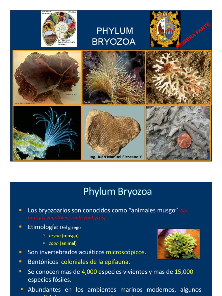 PH Bryozoa | PDF | Fósil | Biología