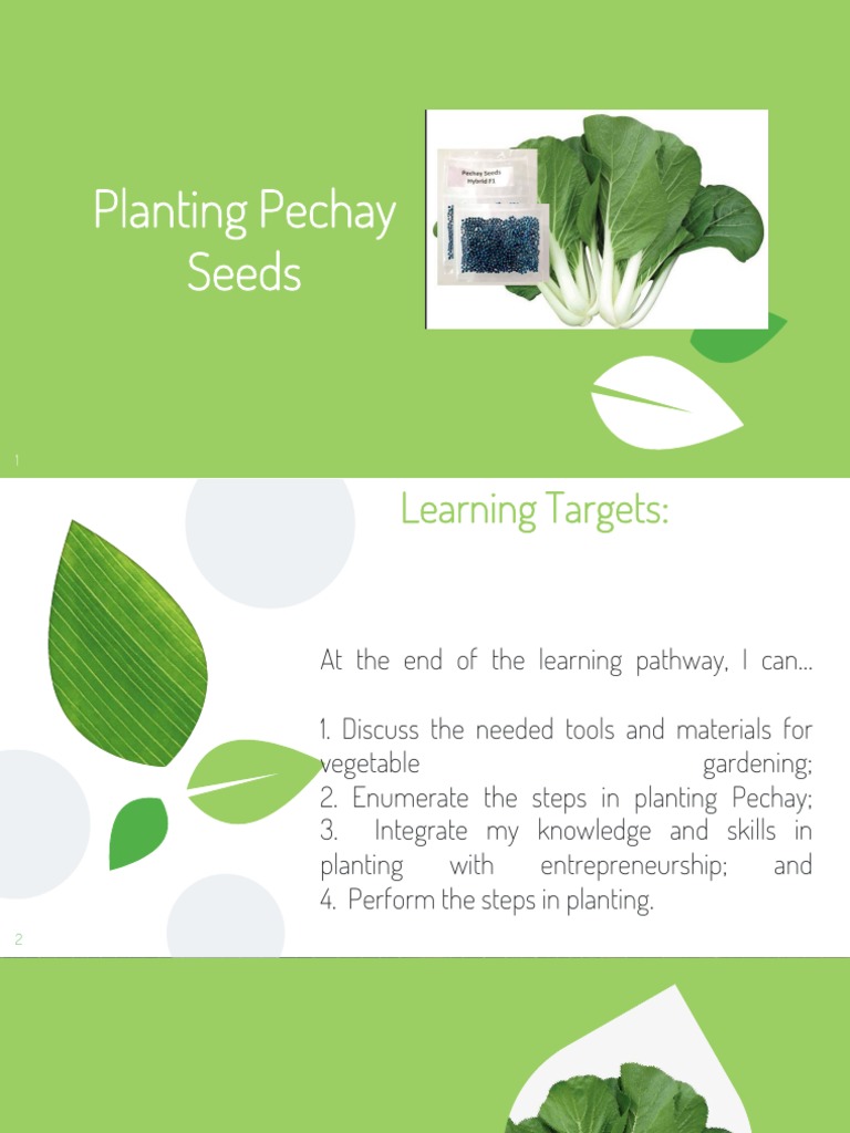 Planting Pechay Seeds | PDF | Seed | Horticulture And Gardening