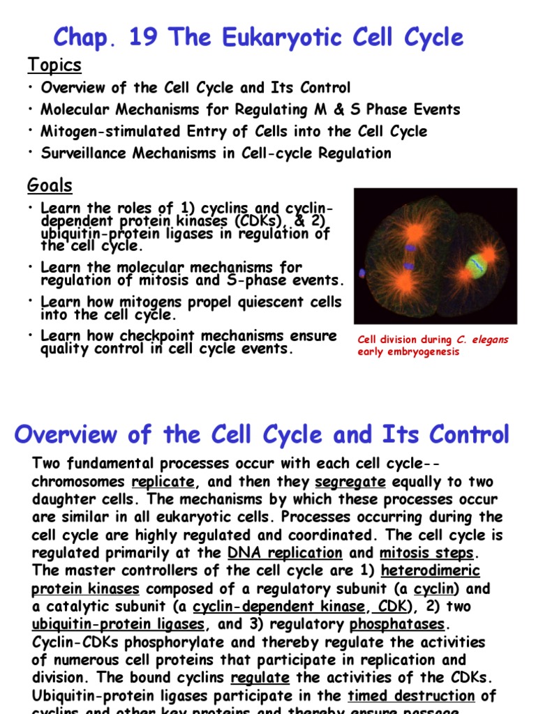 Eukaryotic Cell Cycle Regulation Overview | PDF | Cell Cycle | Mitosis