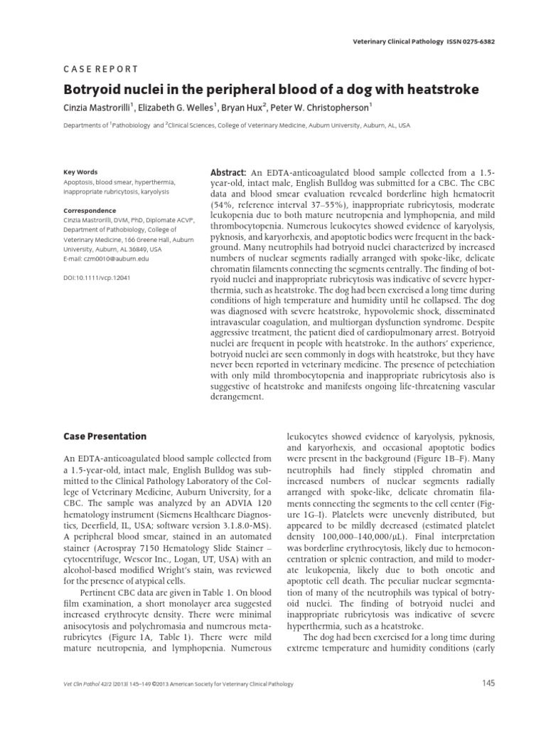 Botryoid Nuclei in The Peripheral Blood of A Dog With Heatstroke | PDF ...