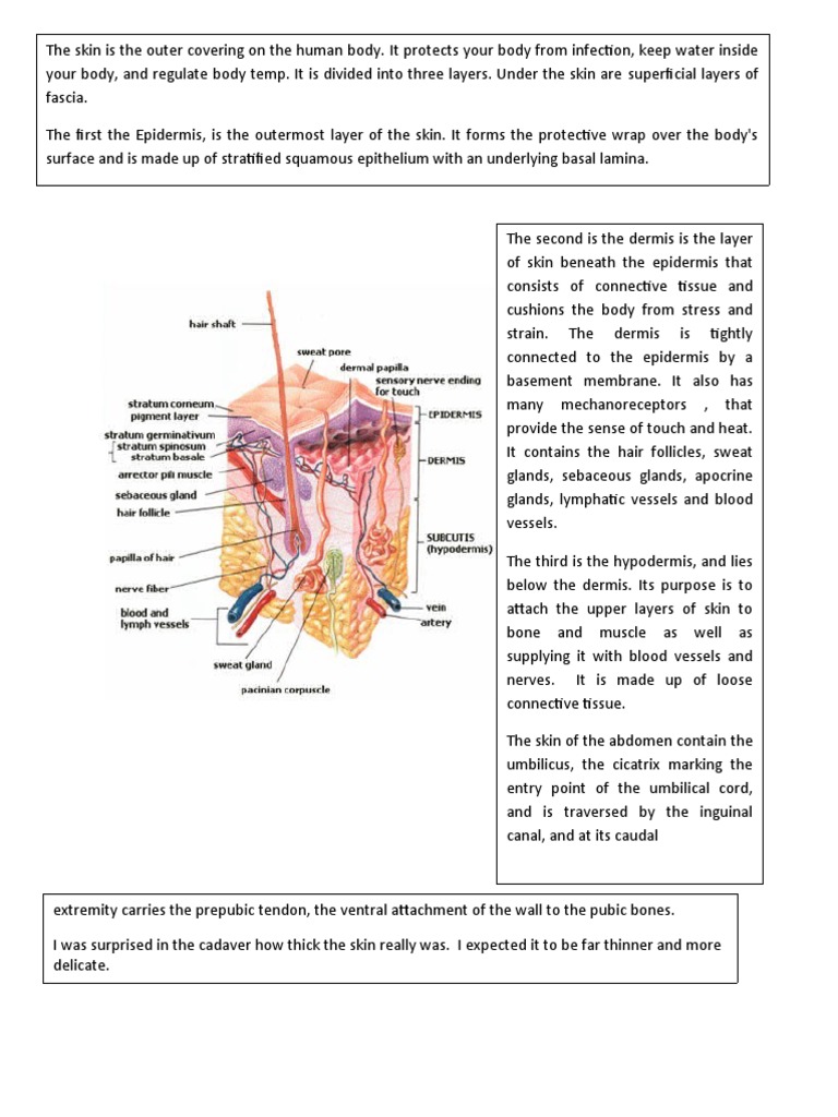 Skin 3 Layers | PDF | Skin | Abdomen