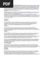 Cattle Reproductive System Overview | PDF | Luteinizing Hormone ...