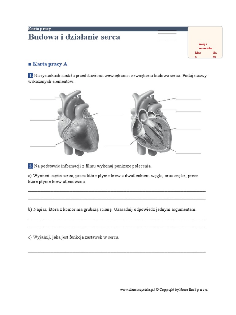 Budowa I Dzialanie Serca Karta Pracy | PDF