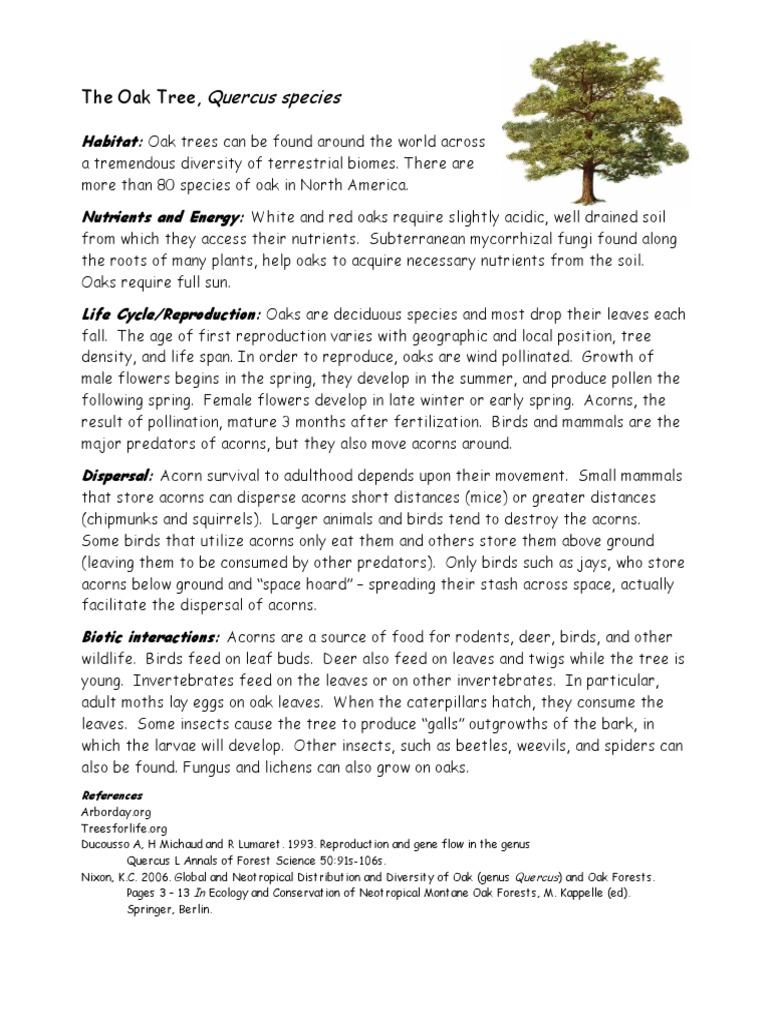 The Oak Tree Facts | PDF | Acorn | Oak