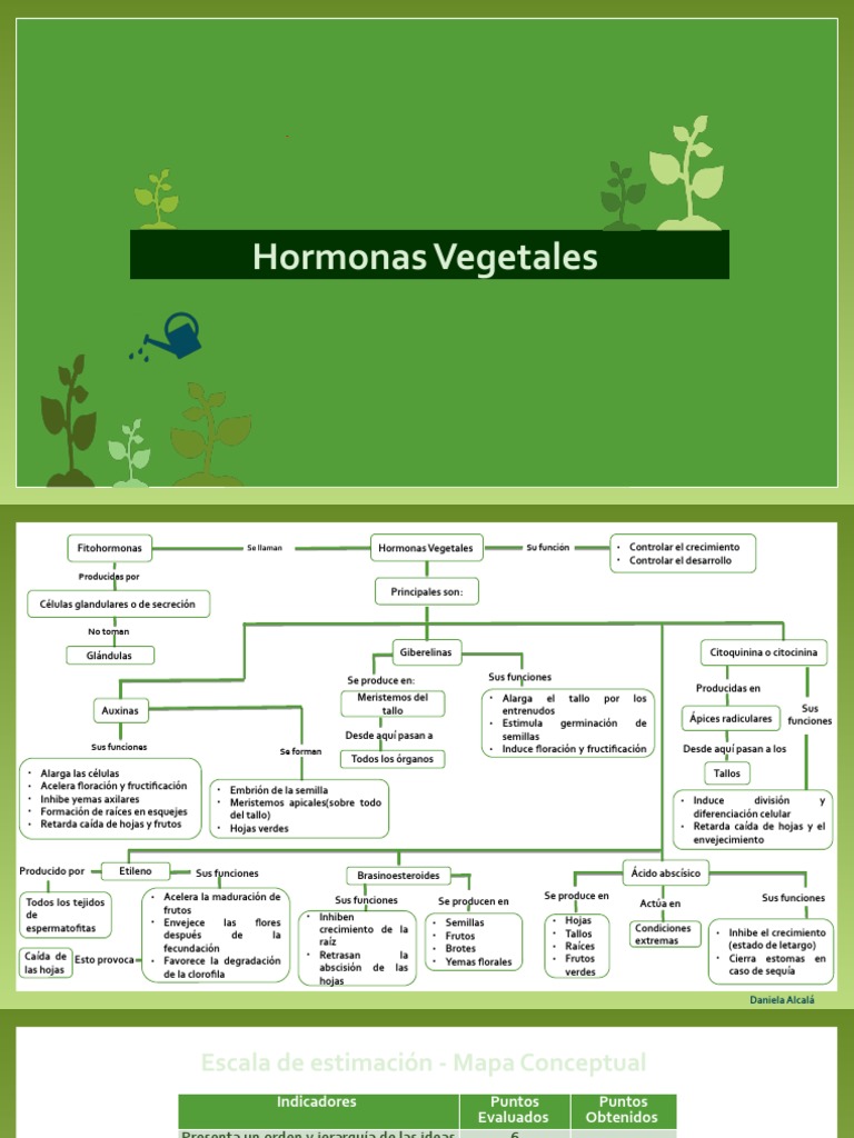 Mapa Conceptual - Hormonas Vegetales | PDF | Botánica | Plantas