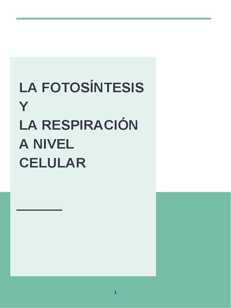 La Fotosíntesis y La Respiración A Nivel Celular | PDF | Fotosíntesis ...