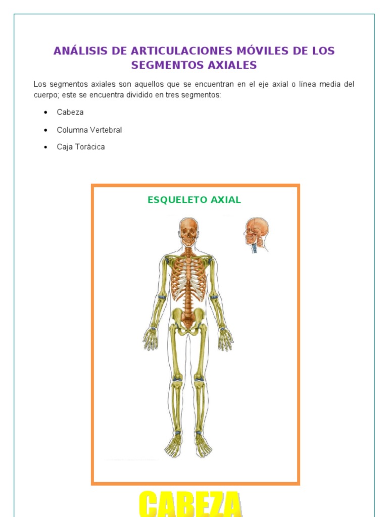 SEGMENTOS AXIALES | Tórax | Vértebra