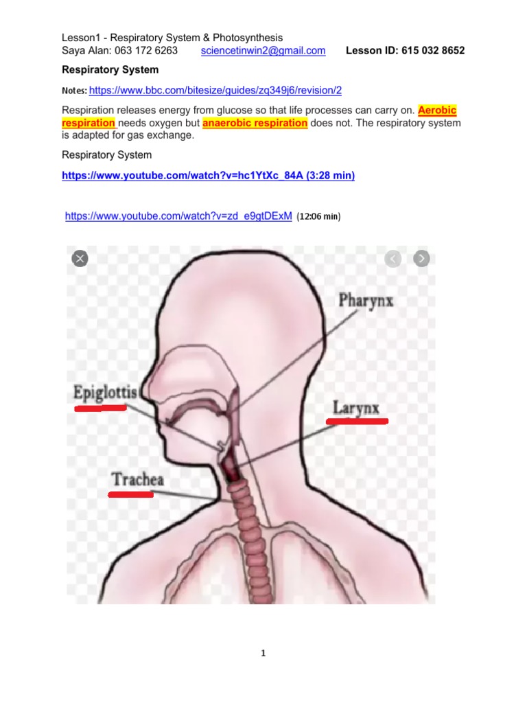Respiratory System Photosynthesis | PDF | Respiratory Tract ...