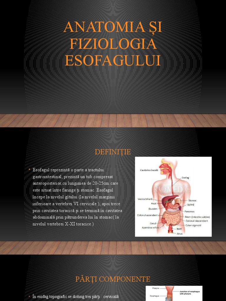 Anatomia Esofagului | PDF