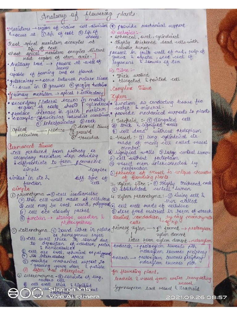 Handwritten Notes - Anatomy of Flowering Plants | PDF