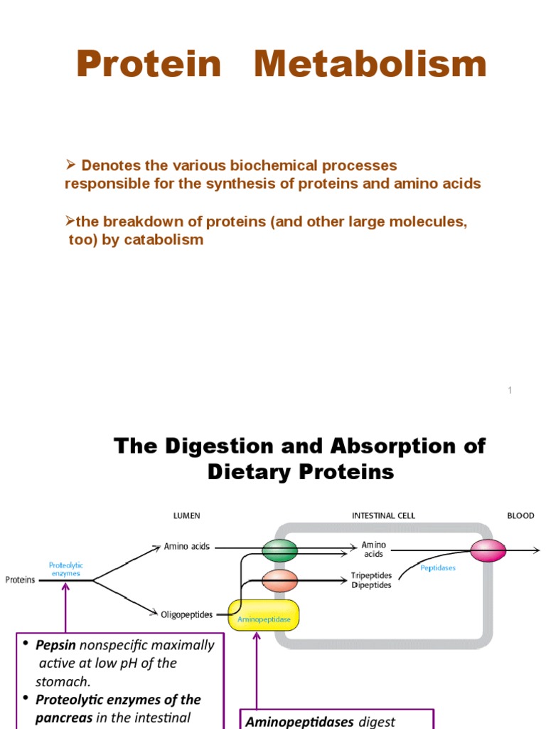 Protein Metabolism: Denotes The Various Biochemical Processes | PDF ...