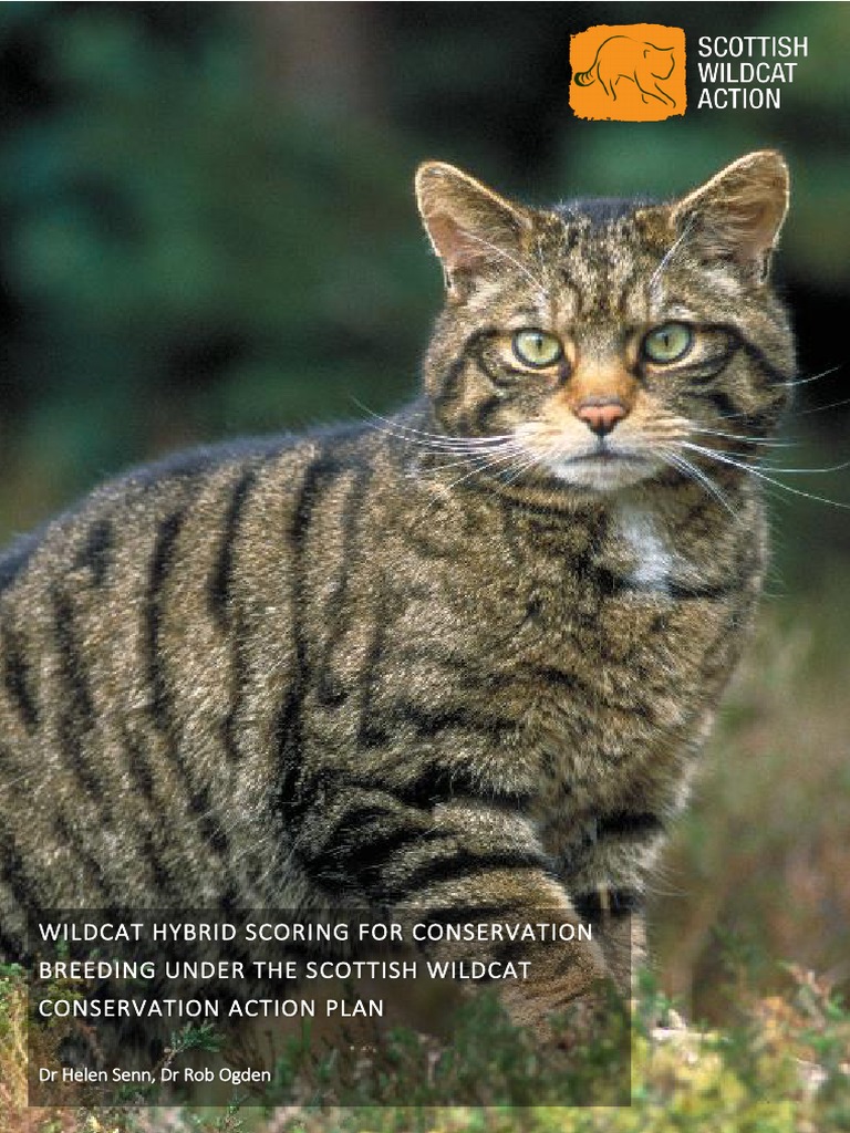 A1636094 Wildcat Hybrid Scoring For Conservation Breeding Under The ...