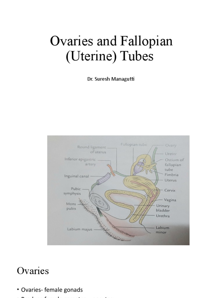 Anatomy of Ovaries and Fallopian Tubes | PDF | Ovary | Uterus