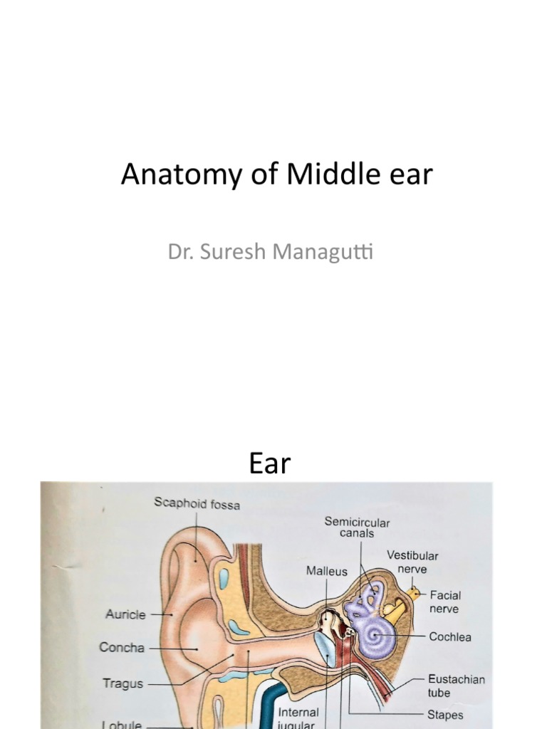 Anatomy of Middle Ear | PDF | Ear | Audiology