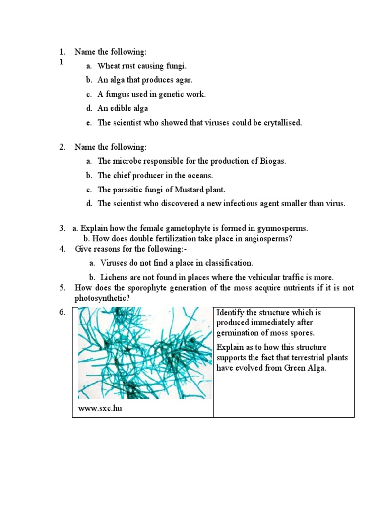 Kingdom Plantae Assignment | PDF | Plants | Moss