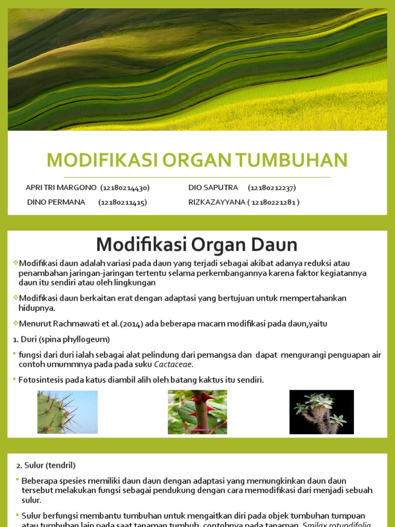 Modifikasi Organ Tumbuhan | PDF