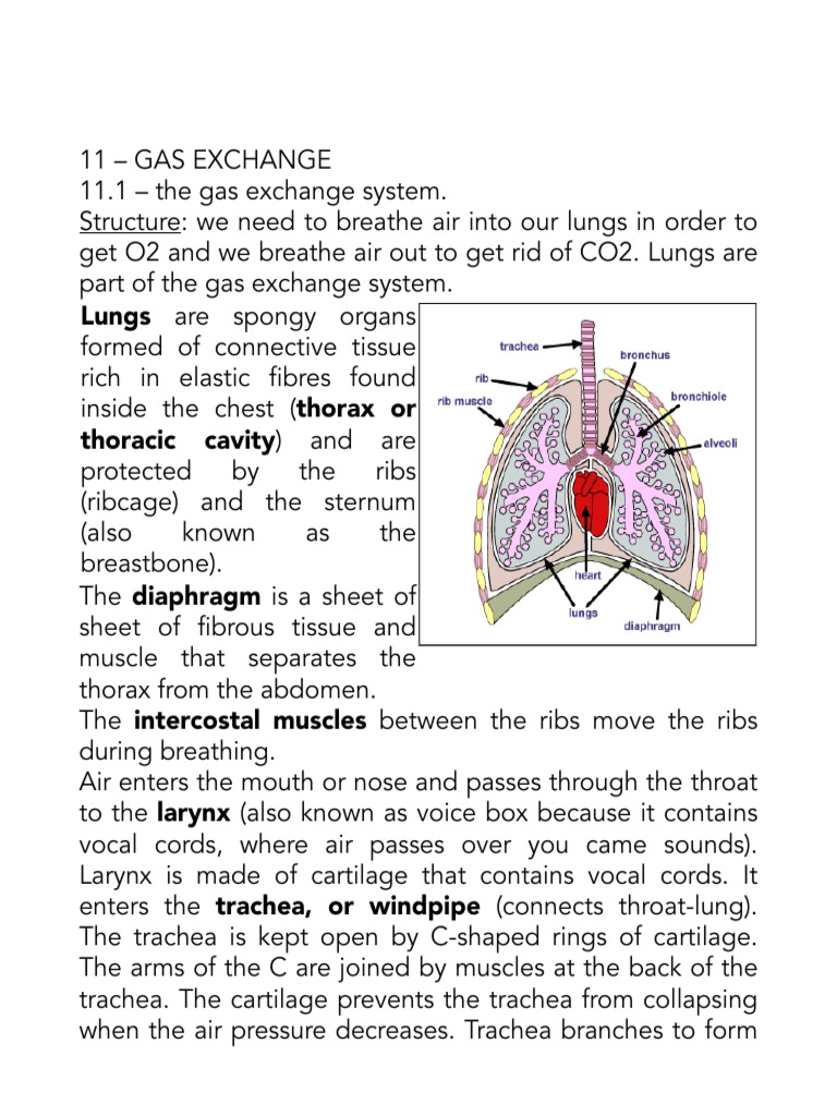 Chapter 11 Biology Igcse | PDF | Lung | Breathing