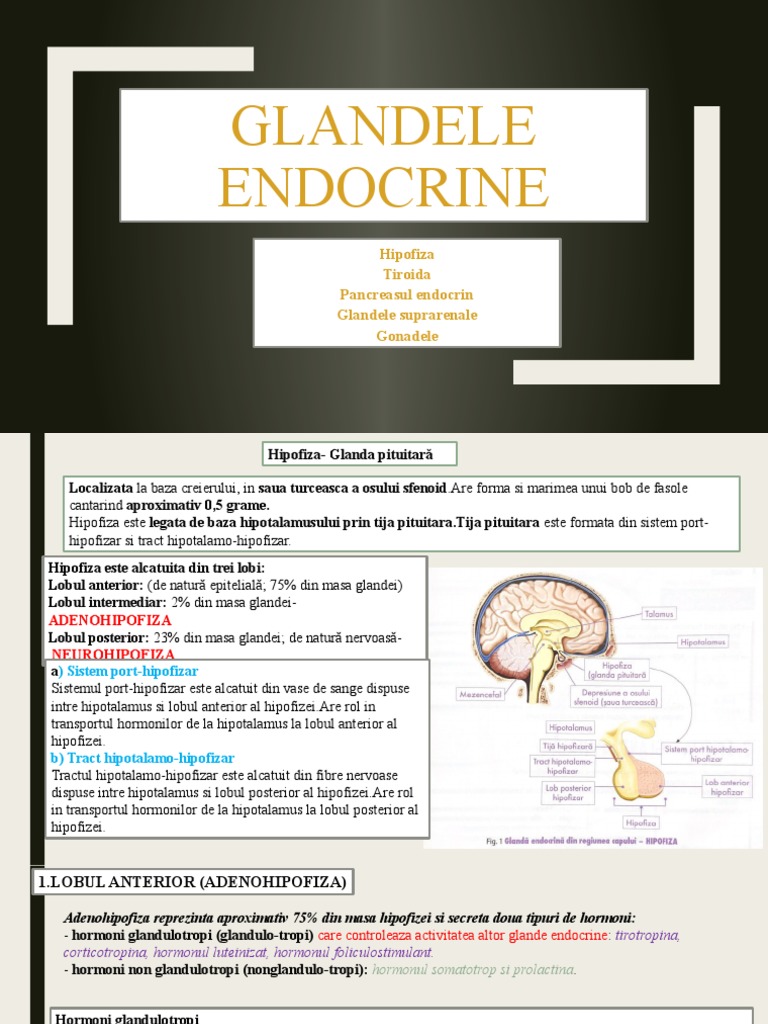 Glandele Endocrine | PDF