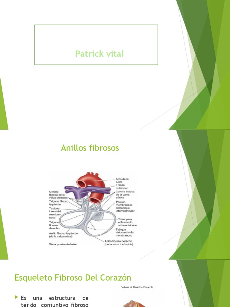 Anillo Fibroso-Del-Corazon | PDF | Corazón | Anatomía