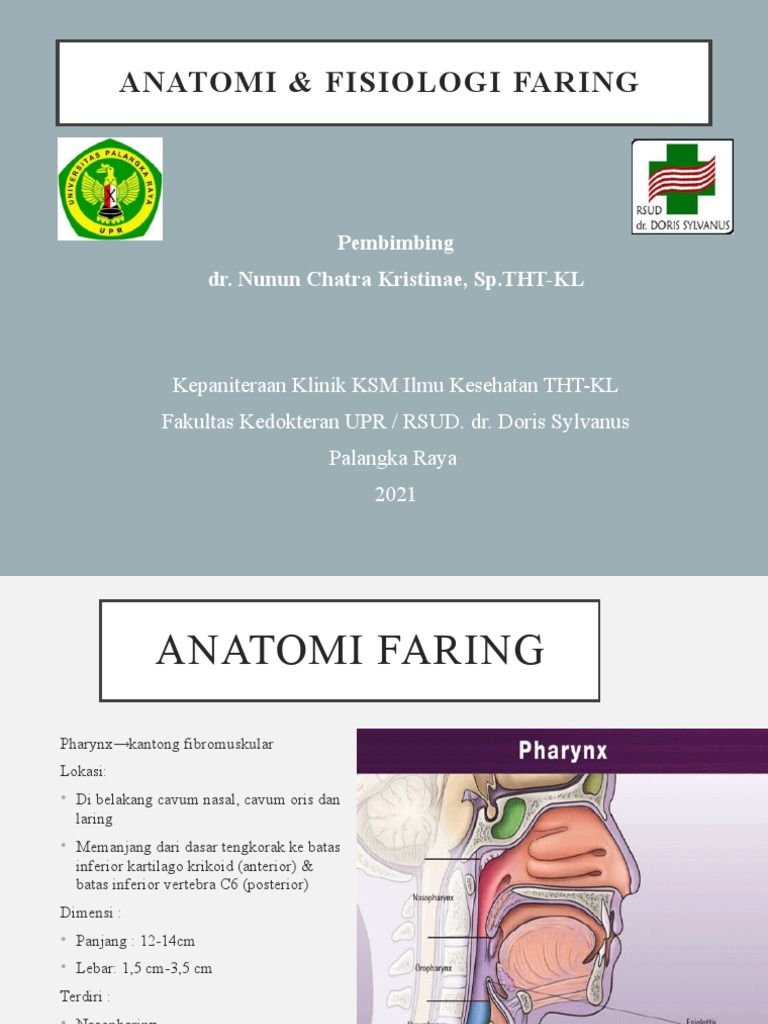 Anatomi & Fisiologi Faring | PDF