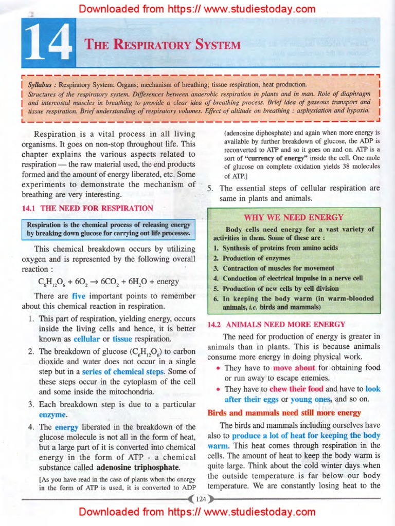Class 9 ICSE Respiratory System Notes | PDF | Wellness