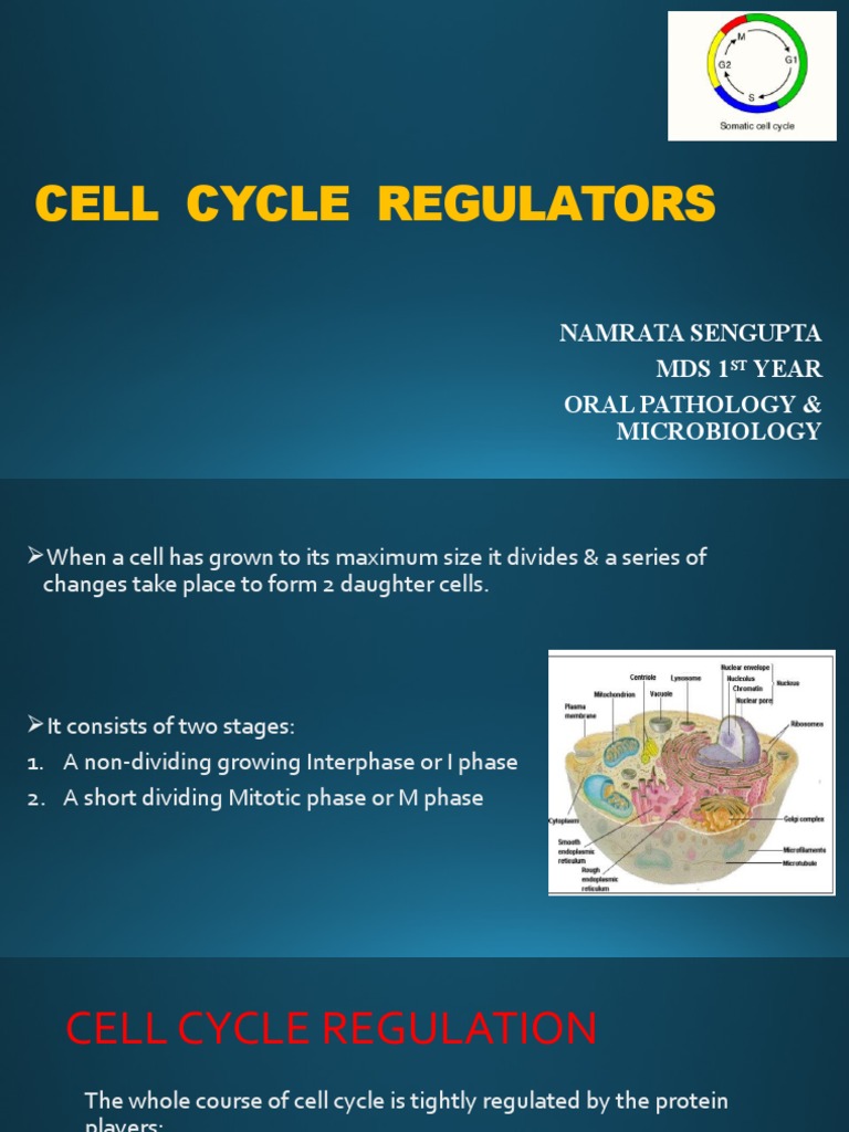 Cyclins and Cell Cycle Regulation | PDF | Cell Cycle | Mitosis