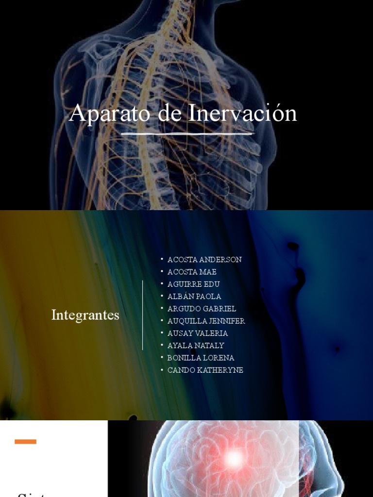 Aparato de Inervación | PDF | Nervio | Sistema nervioso