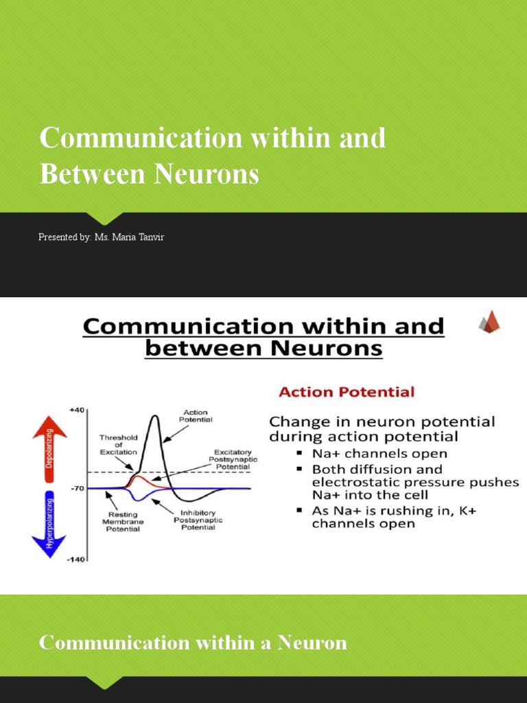 Communication Within and Between Neurons-1 | PDF | Chemical Synapse ...