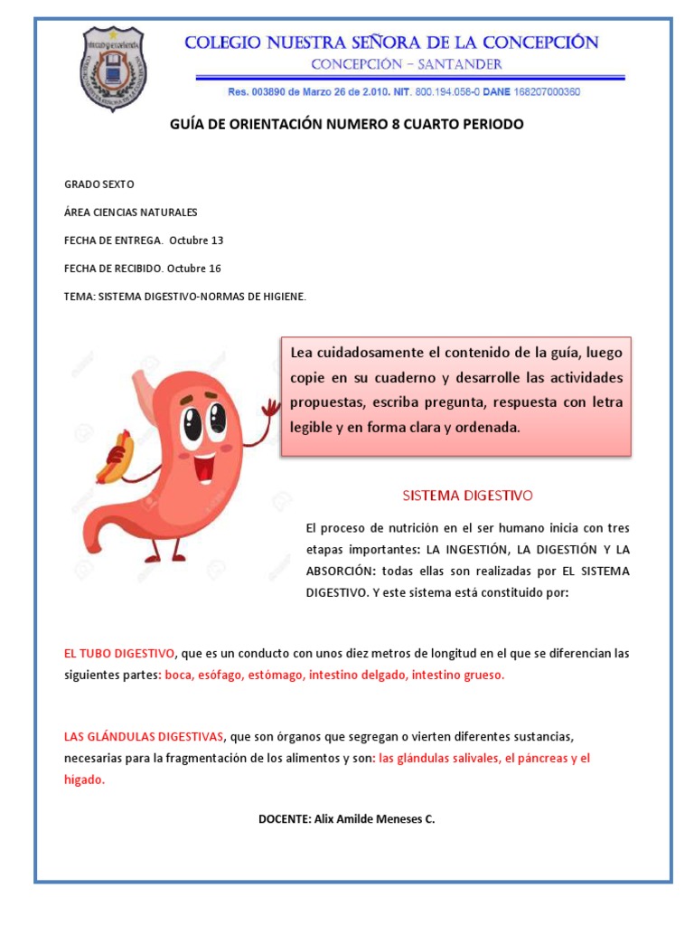 NATURALES GUIA 8 Cuarto Periodo | PDF | Sistema digestivo humano ...