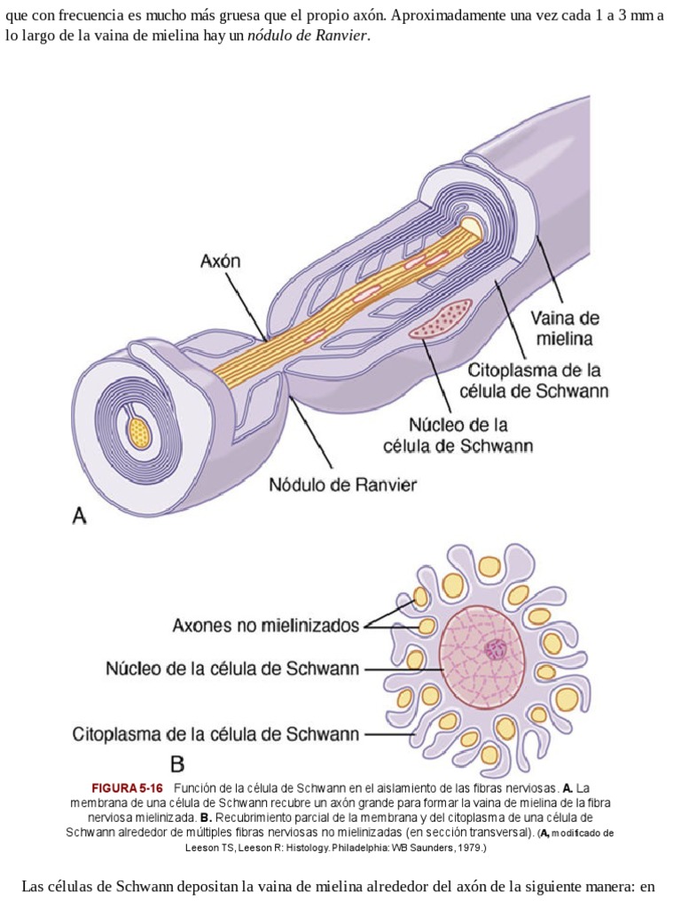 FIGURA 5-16: (A, Modificado de Leeson TS, Leeson R: Histology ...