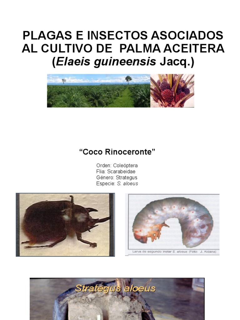 Charla 2017-Insectos Asociados Al Cultivo de La Palma Aceitera 2018 ...