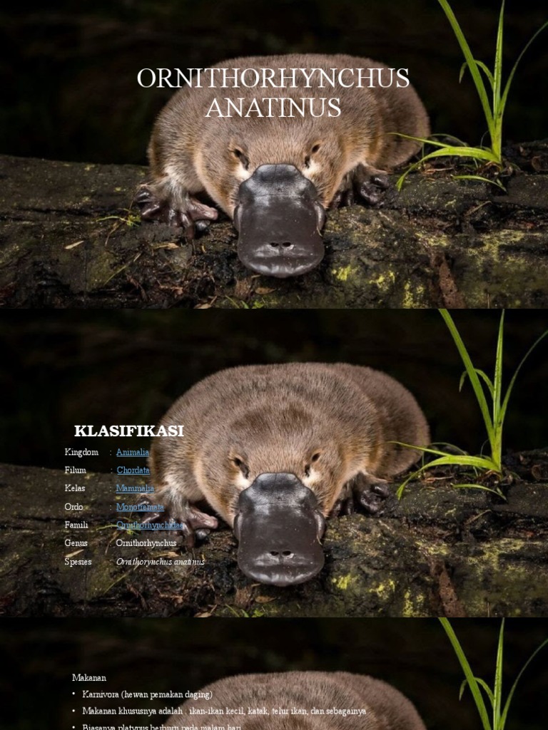 Ornithorhynchus Anatinus | PDF