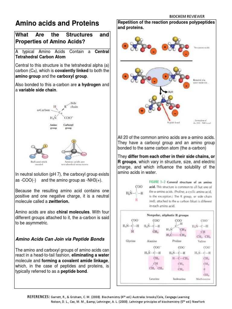 What Are The Structures and Properties of Amino Acids? | PDF | Amino ...