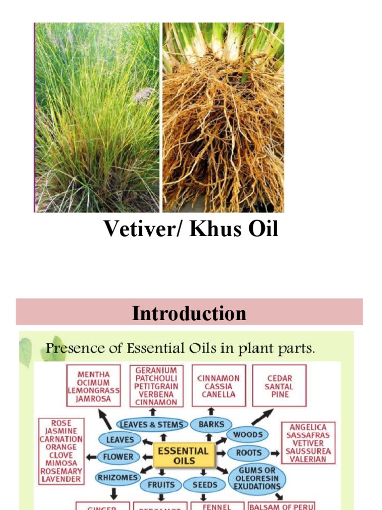 Vetiver Oil: Extraction and Uses | PDF | Distillation | Perfume