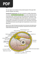 Triangularinterval Wikipedia 1745132625808 | PDF | Limbs (Anatomy ...