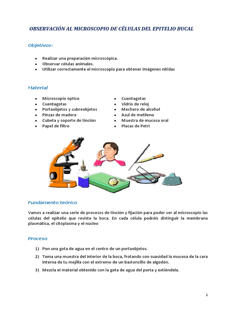 Tejido Mucosa Bucal | PDF | Epitelio | Tinción