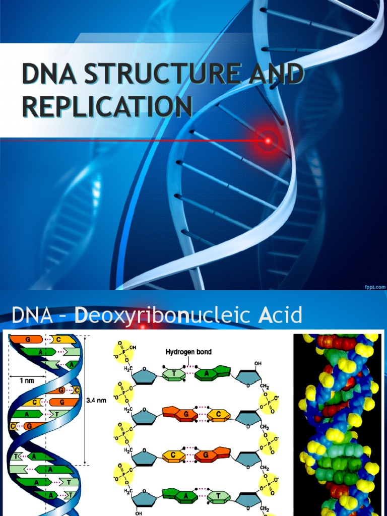 DNA Structure and Replication | PDF | Dna Replication | Dna