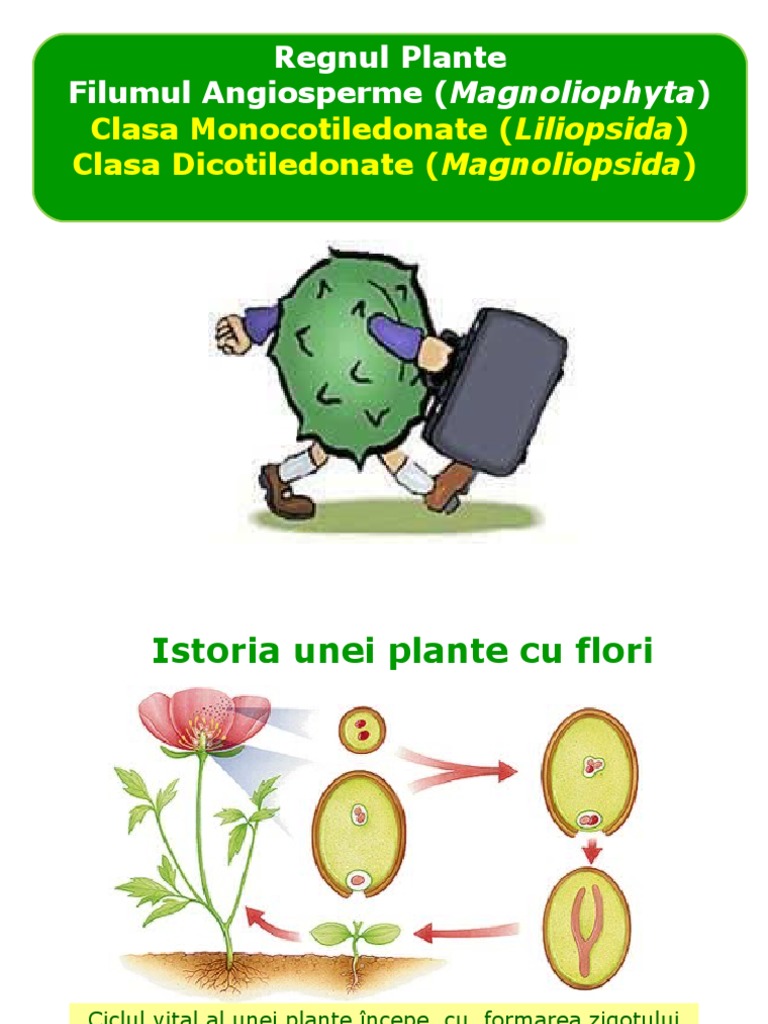 Monocotiledonate, Dicotiledonate | PDF