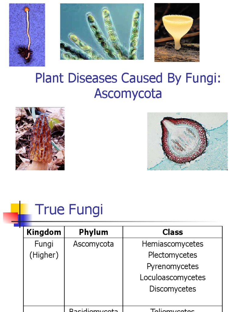 Ascomycota: Fungal Plant Diseases | PDF | Fungus | Plants