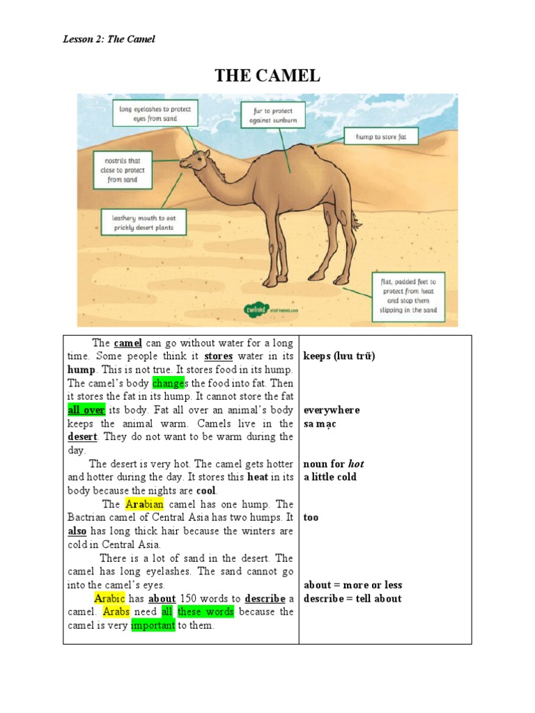 The Camel | PDF | Camel | Domestication