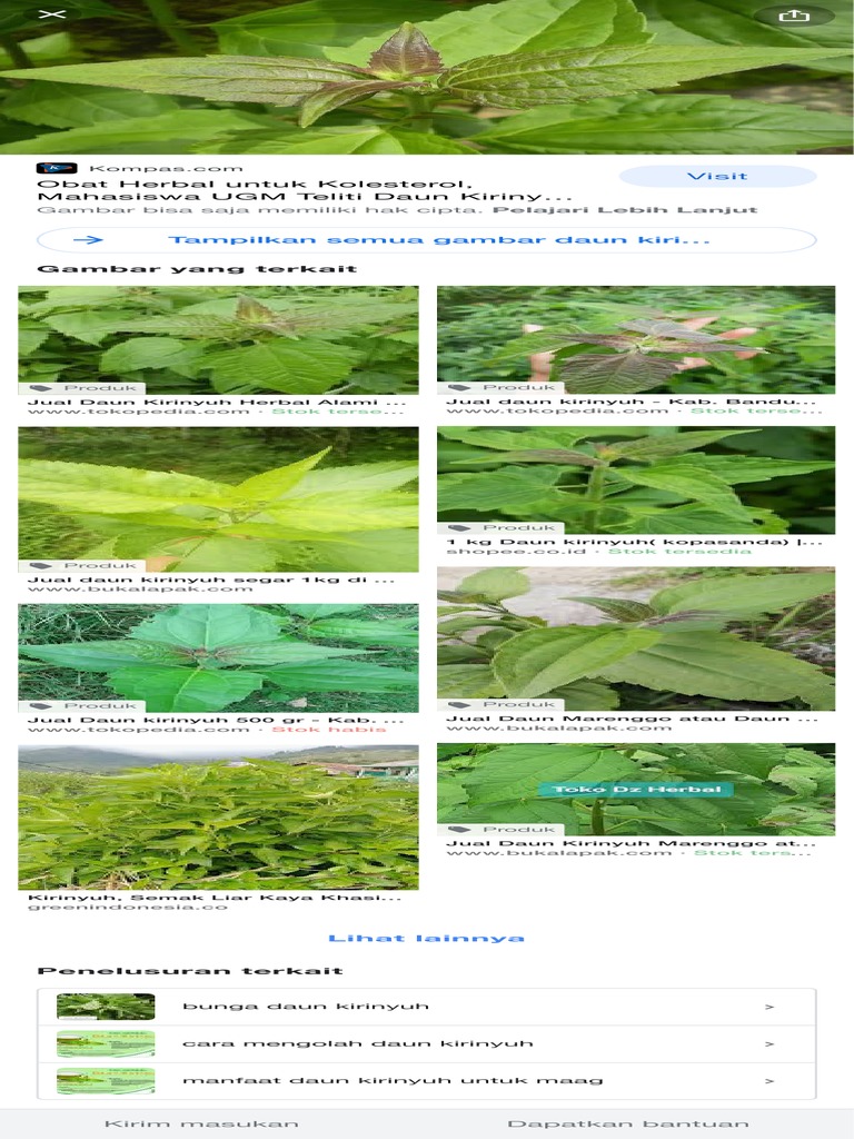 Khasiat dan Pengolahan Daun Kirinyuh | PDF