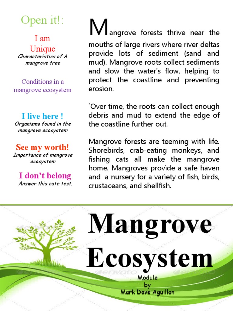 Understanding Mangrove Ecosystems | PDF | Mangrove | Root