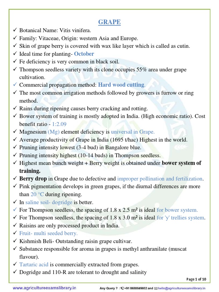 Grape: October | PDF | Botany | Grape