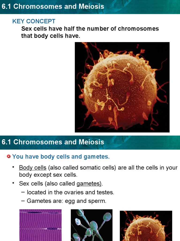 Meiosis and Chromosome Counts | PDF | Science & Mathematics